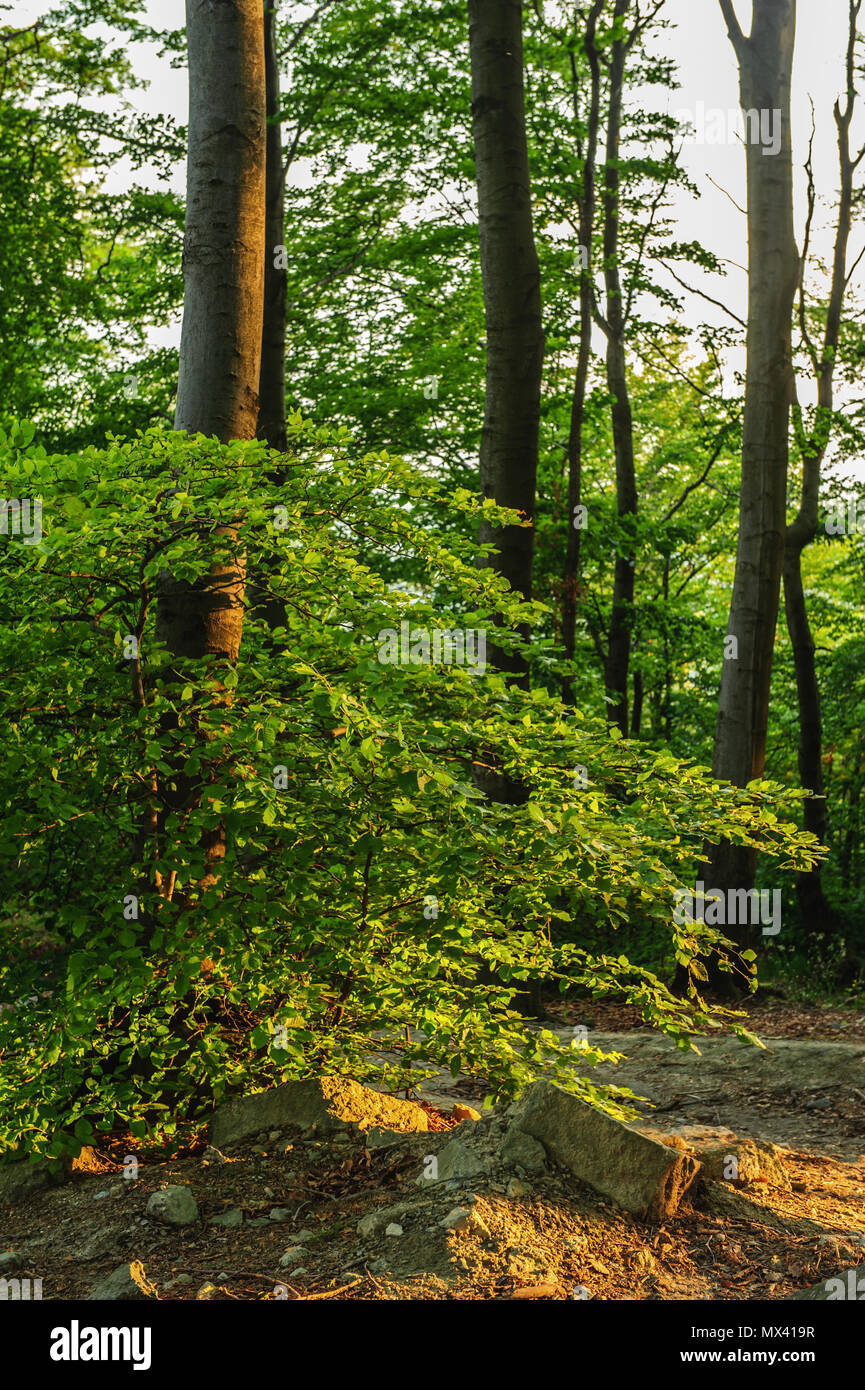 trees lit by the evening sun Stock Photo - Alamy