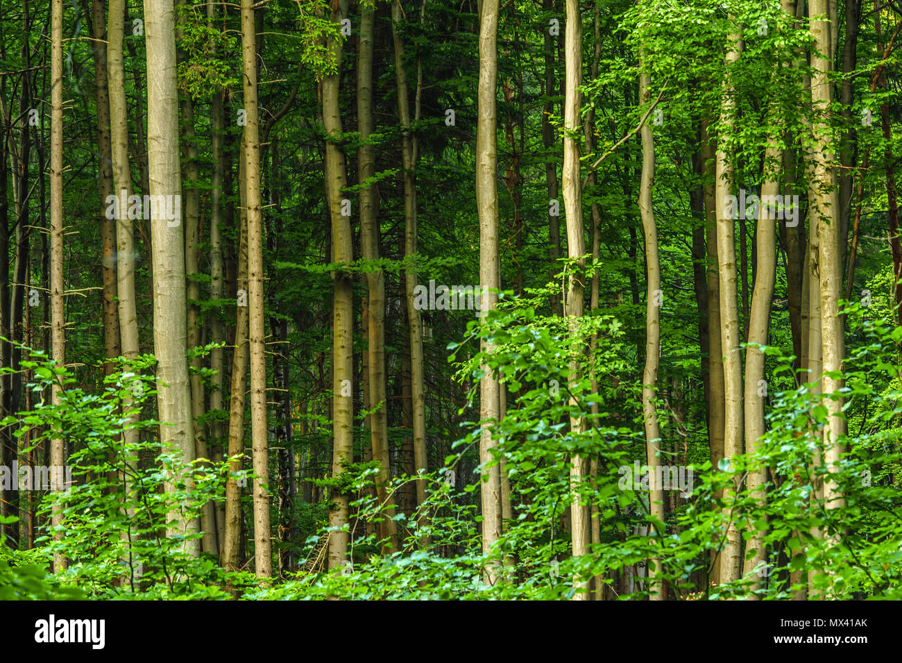 Straight trees hi-res stock photography and images - Alamy