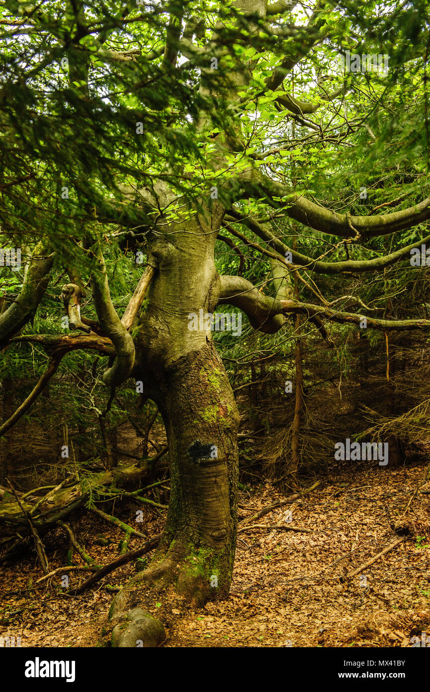 old tree growing in a clearing Stock Photo - Alamy