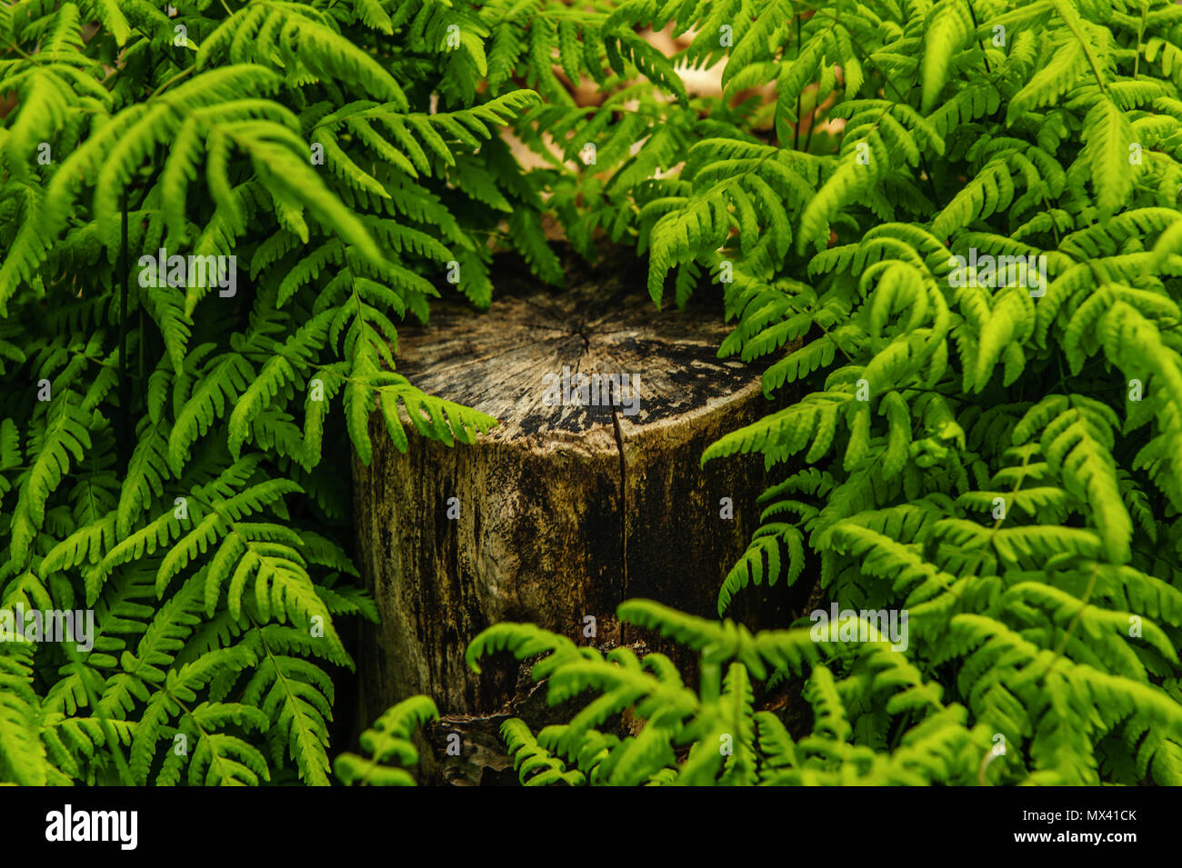 trunk of a cut tree covered with a fern Stock Photo - Alamy