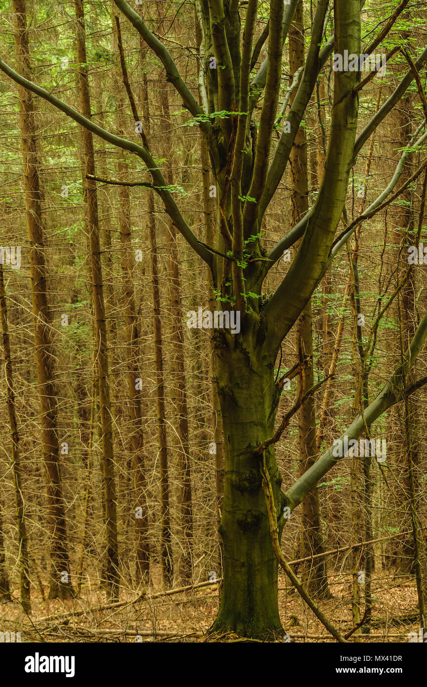 dark tree with a forest background Stock Photo - Alamy