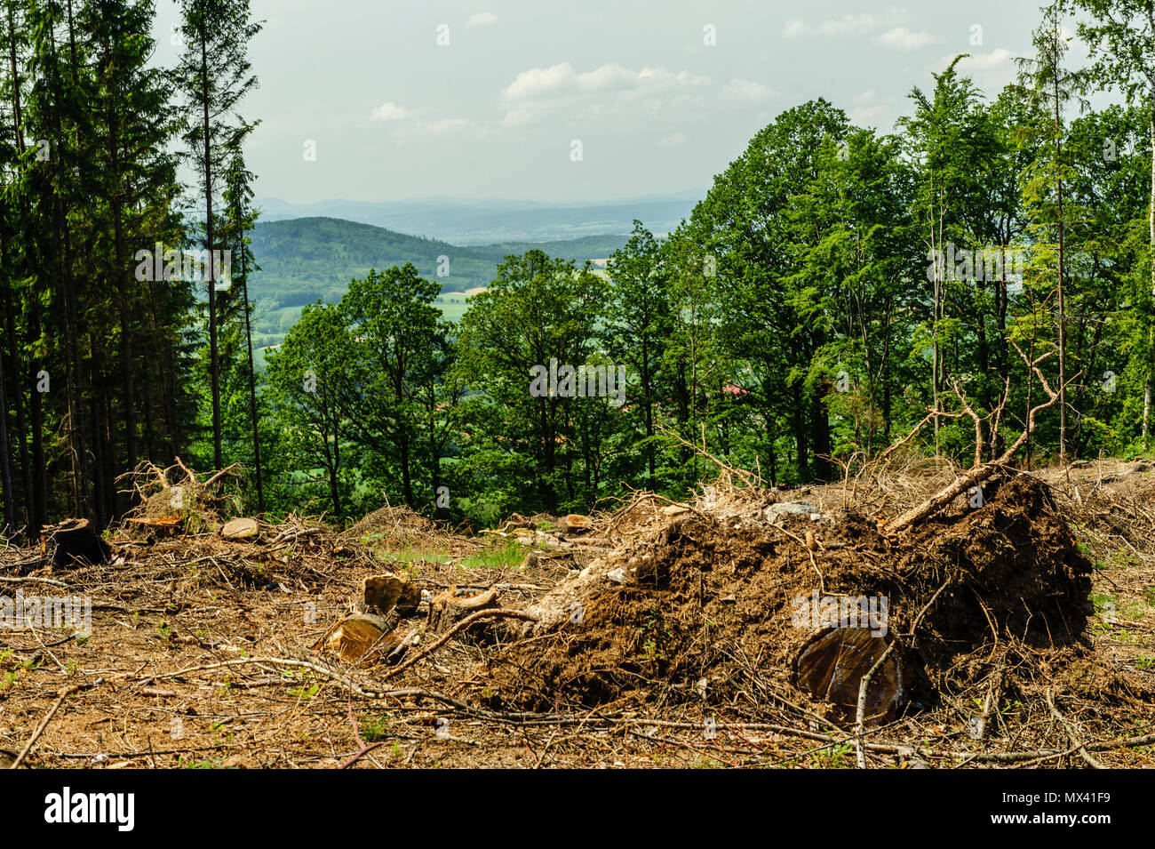 Cut through forest hi-res stock photography and images - Alamy