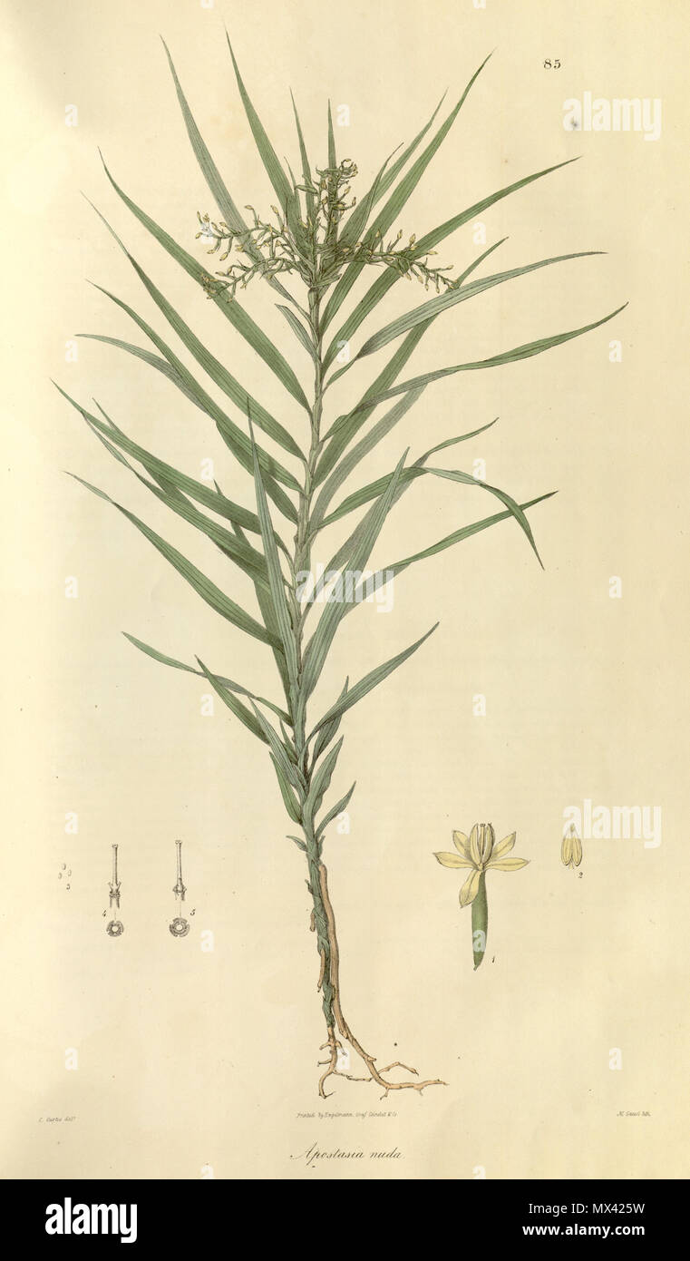 . Illustration of Apostasia nuda . 1830. Nathaniel Wallich (1786-1854 ...