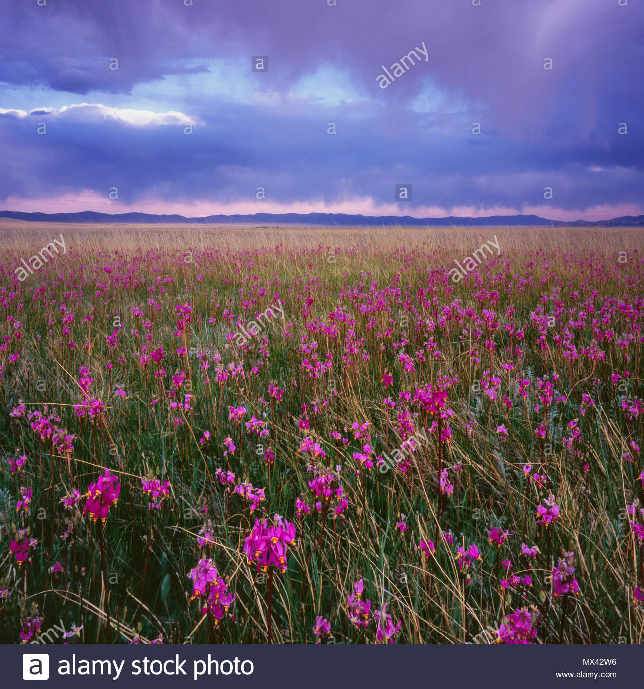 Marsh Plants High Resolution Stock Photography and Images - Alamy