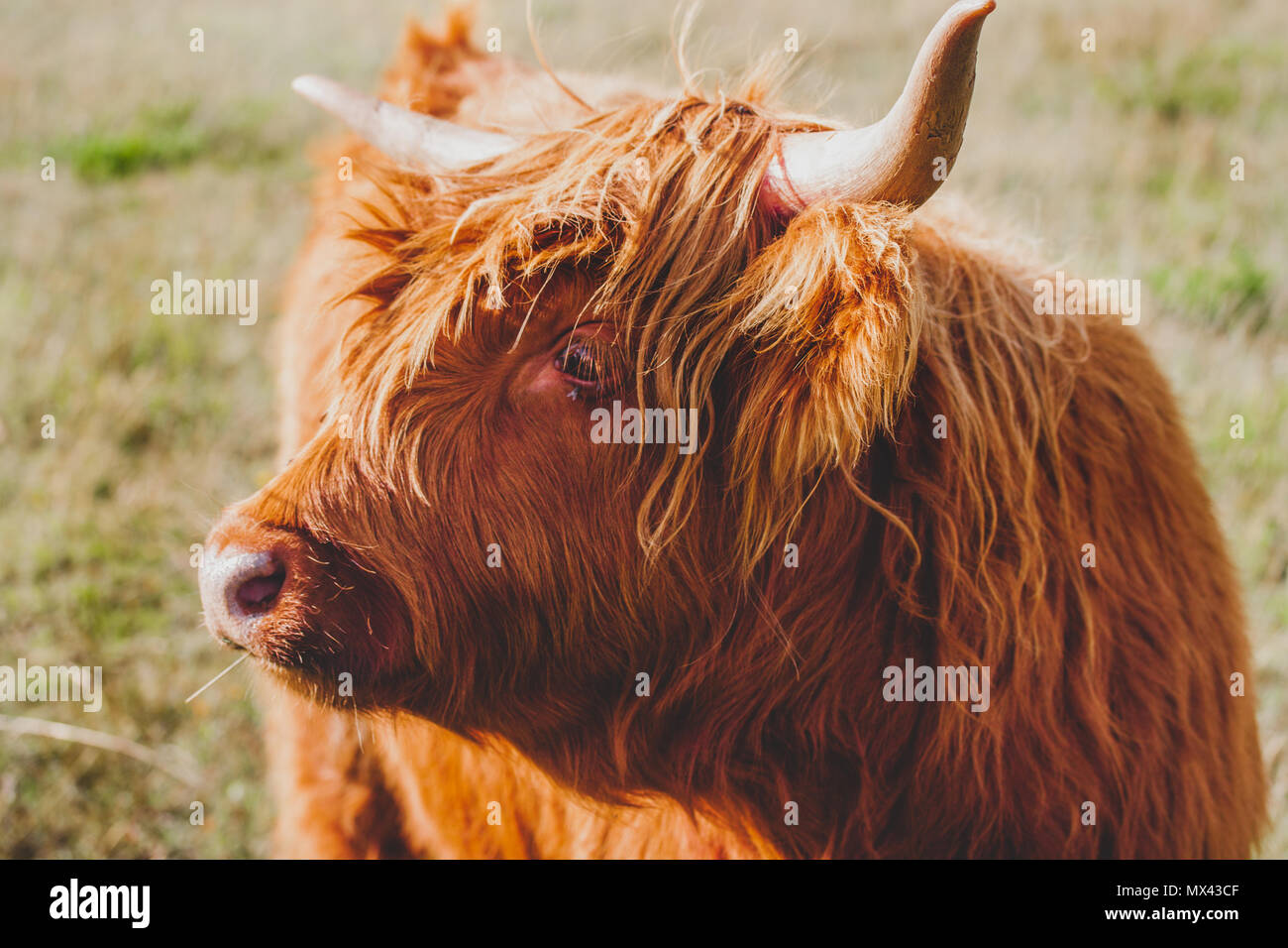 Scottish cattle breed, Highland cattle cow on a meadow in Denmark ...