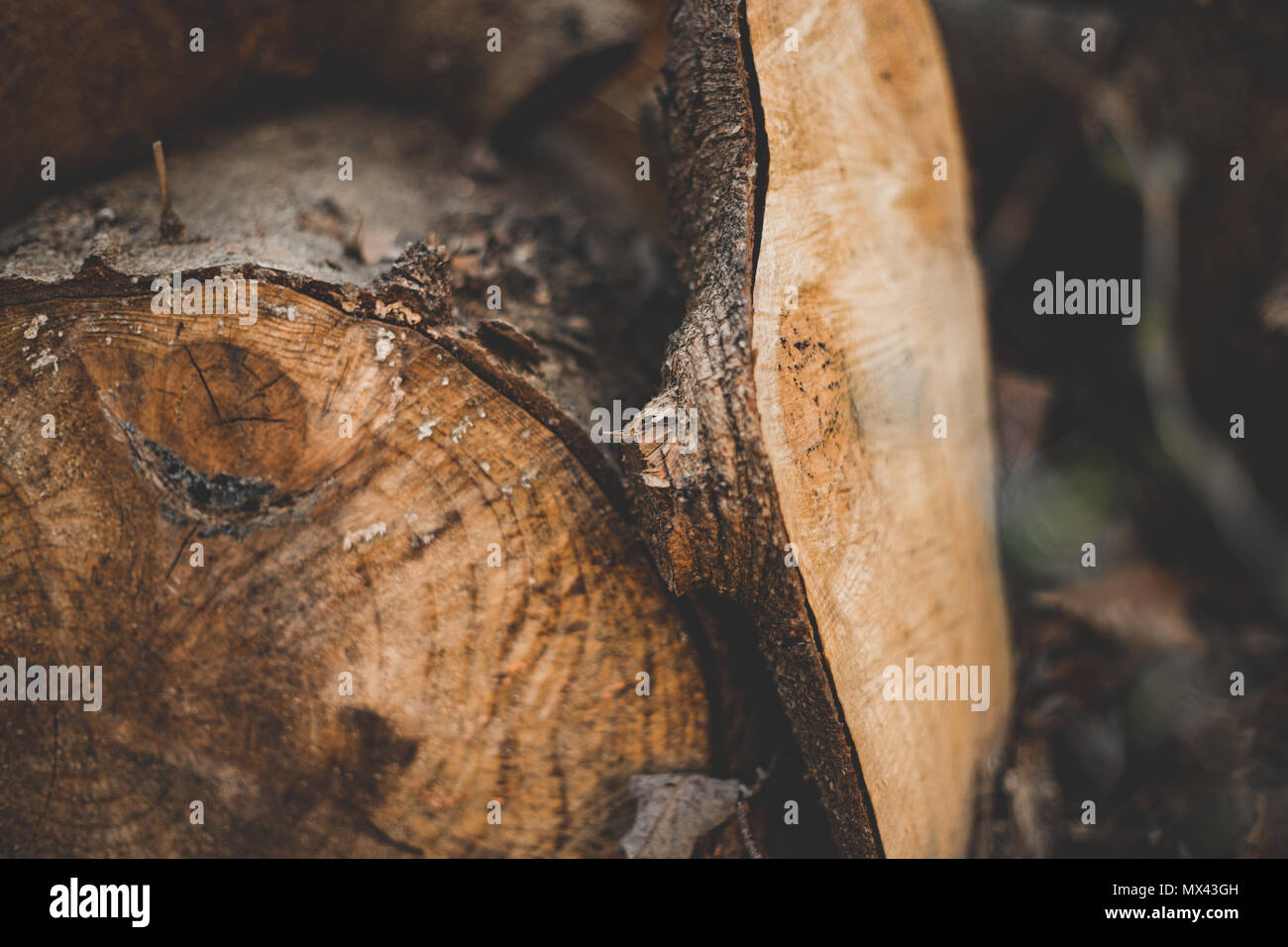 Pieces of a cut tree laying in the forest Stock Photo - Alamy