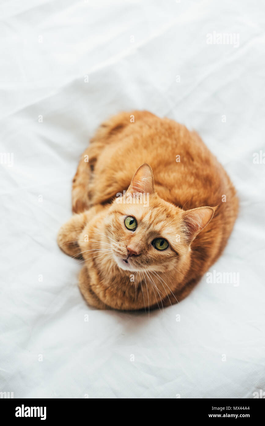 Big ginger cat laying on white linen looking at camera Stock Photo - Alamy