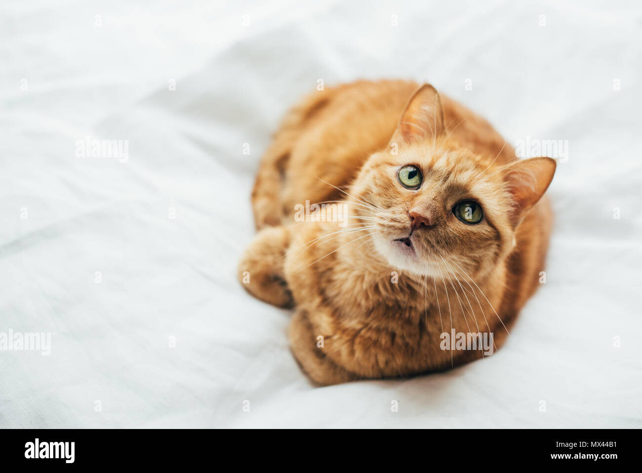 Big ginger cat laying on white linen looking at camera Stock Photo - Alamy