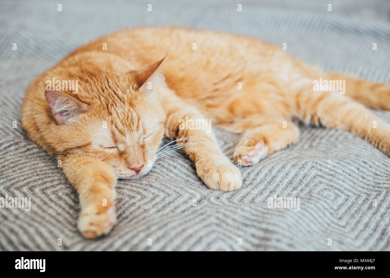 Big ginger cat hi-res stock photography and images - Alamy