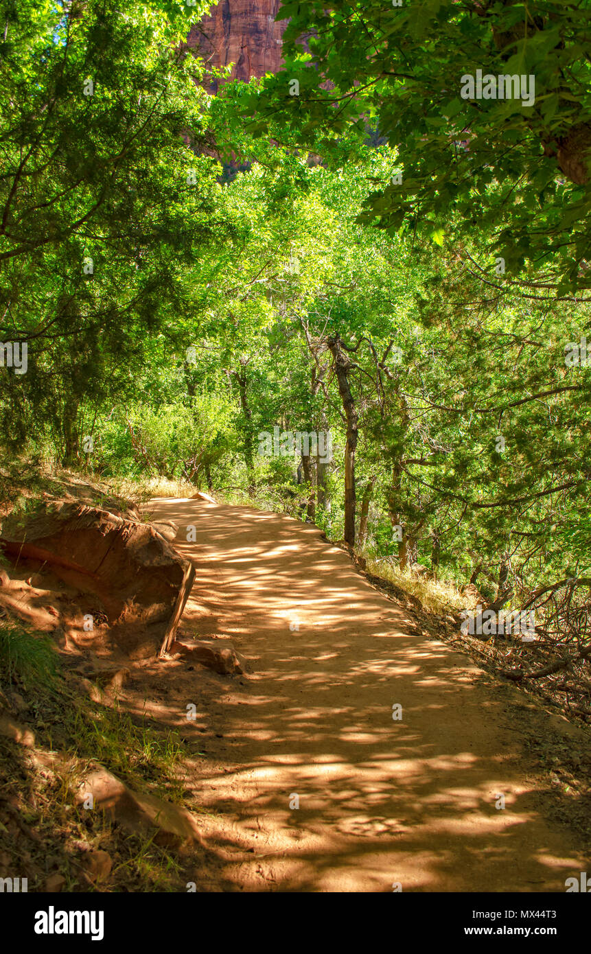 Hiking trail surrounded by green trees with sunlight shining through ...