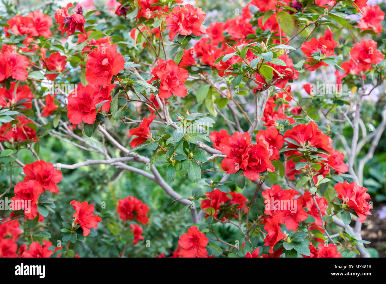 Big red azalea bush in the garden. Season of flowering azaleas Stock ...