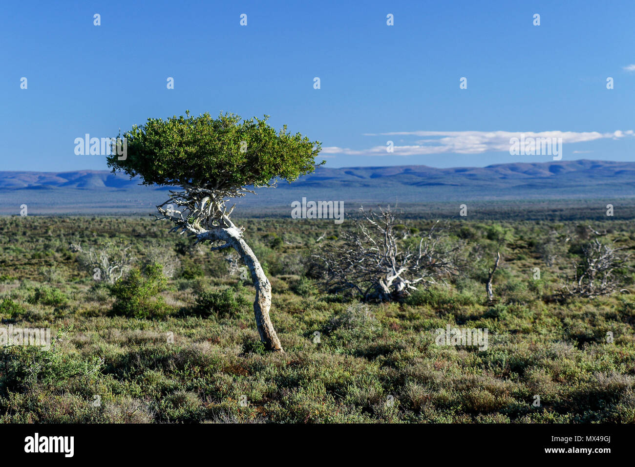 Single tree in south african fynbos landscape in the north of the Addo ...