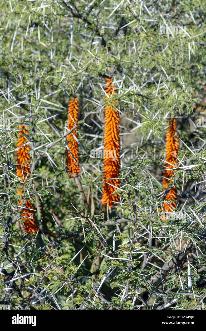 Dense acacia bush with sharp needles with succulent flowers. South ...