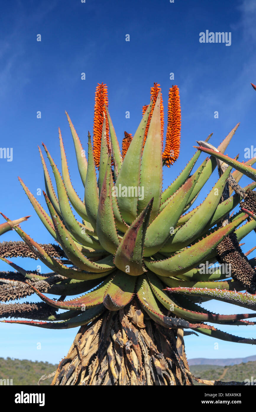Tap aloe aloe hi-res stock photography and images - Alamy