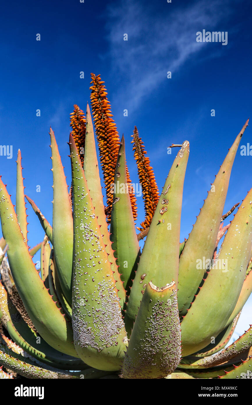 Arborescent aloe hi-res stock photography and images - Alamy