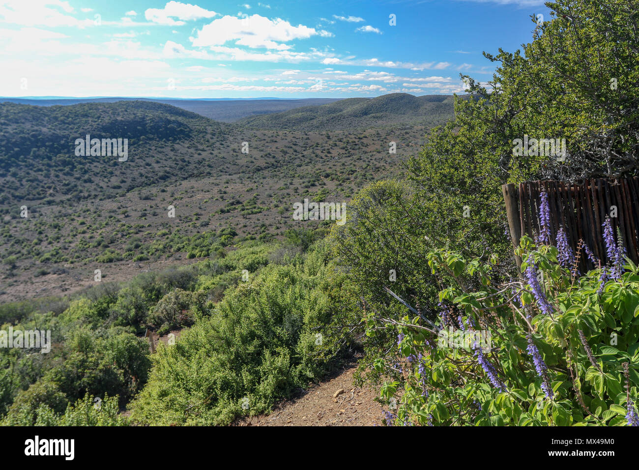 south african fynbos landscape in the Addo Elephant National Park ...