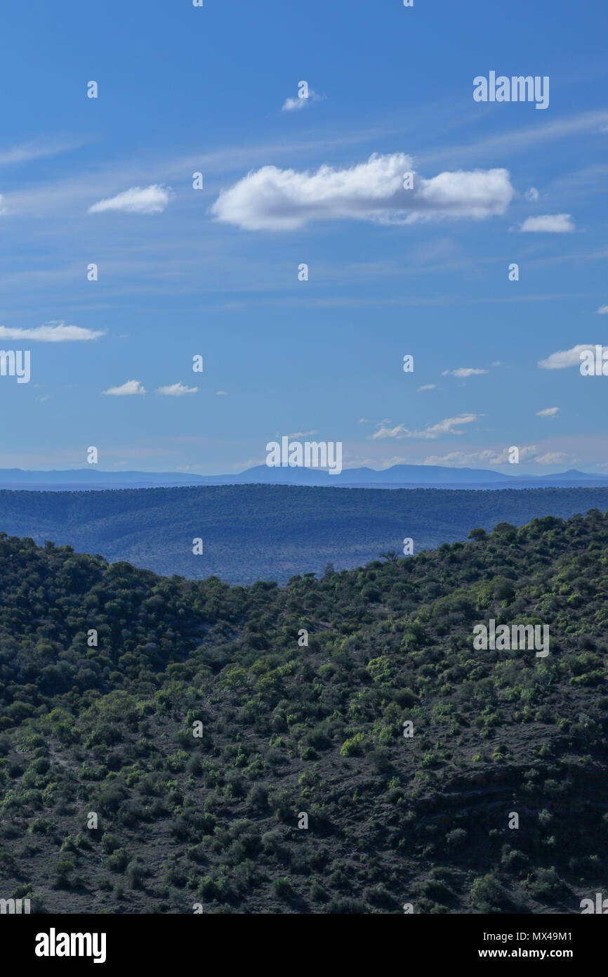south african fynbos landscape in the Addo Elephant National Park ...