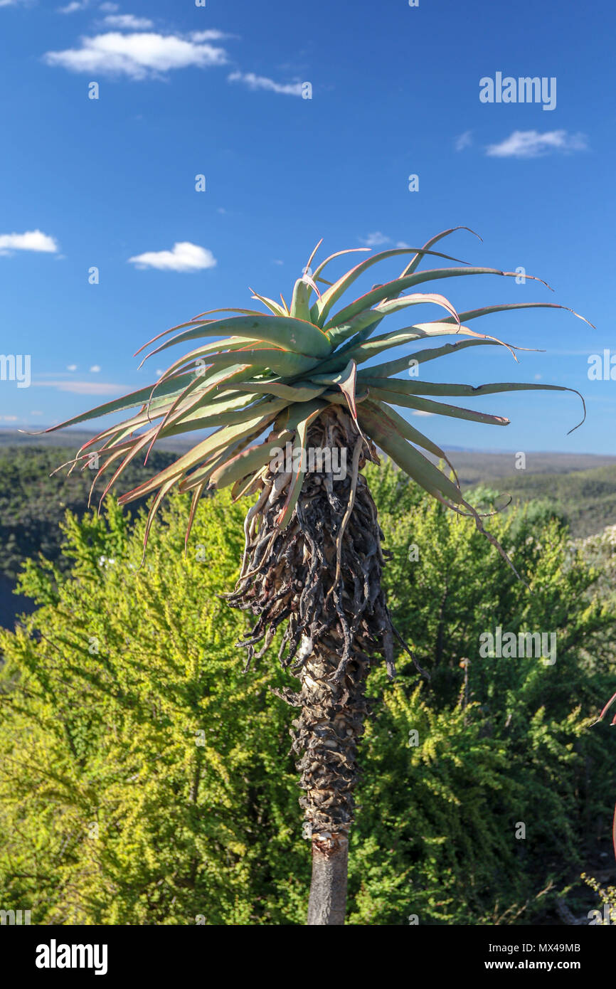 Tree aloe in a bright sun landscape with blue sky Stock Photo - Alamy