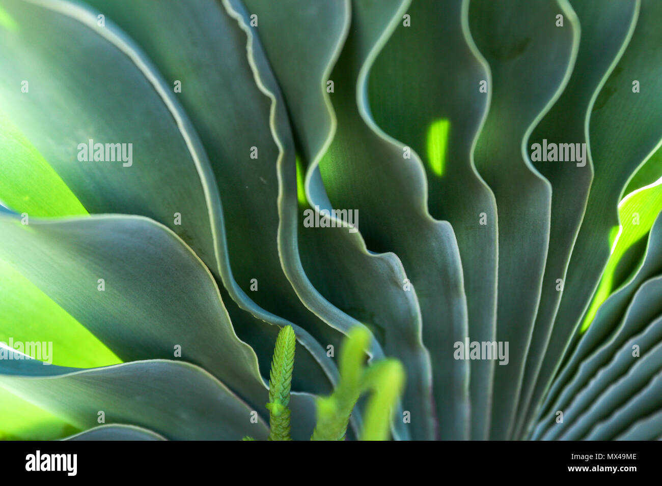 Natural wave pattern in vegetation Stock Photo - Alamy