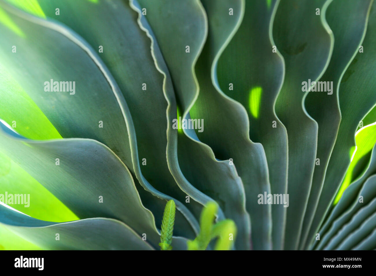 Natural wave pattern in vegetation Stock Photo - Alamy