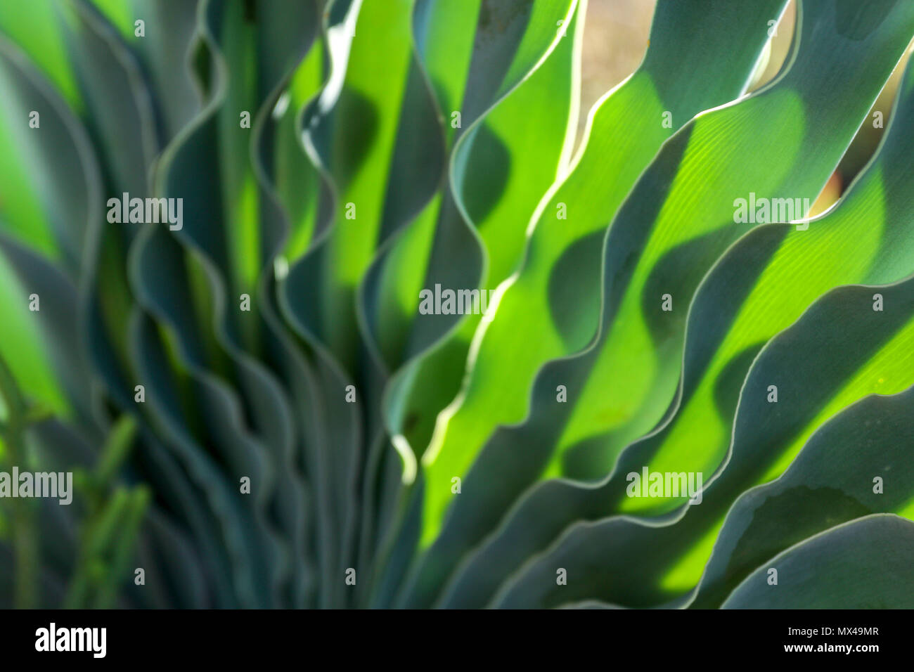 Natural wave pattern in vegetation Stock Photo - Alamy