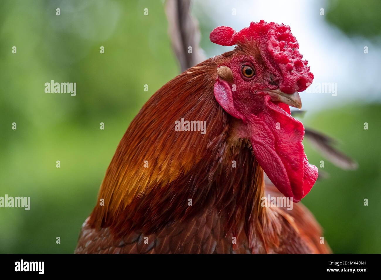 Portrait of a native breed, free range Wyandotte adult rooster showing ...