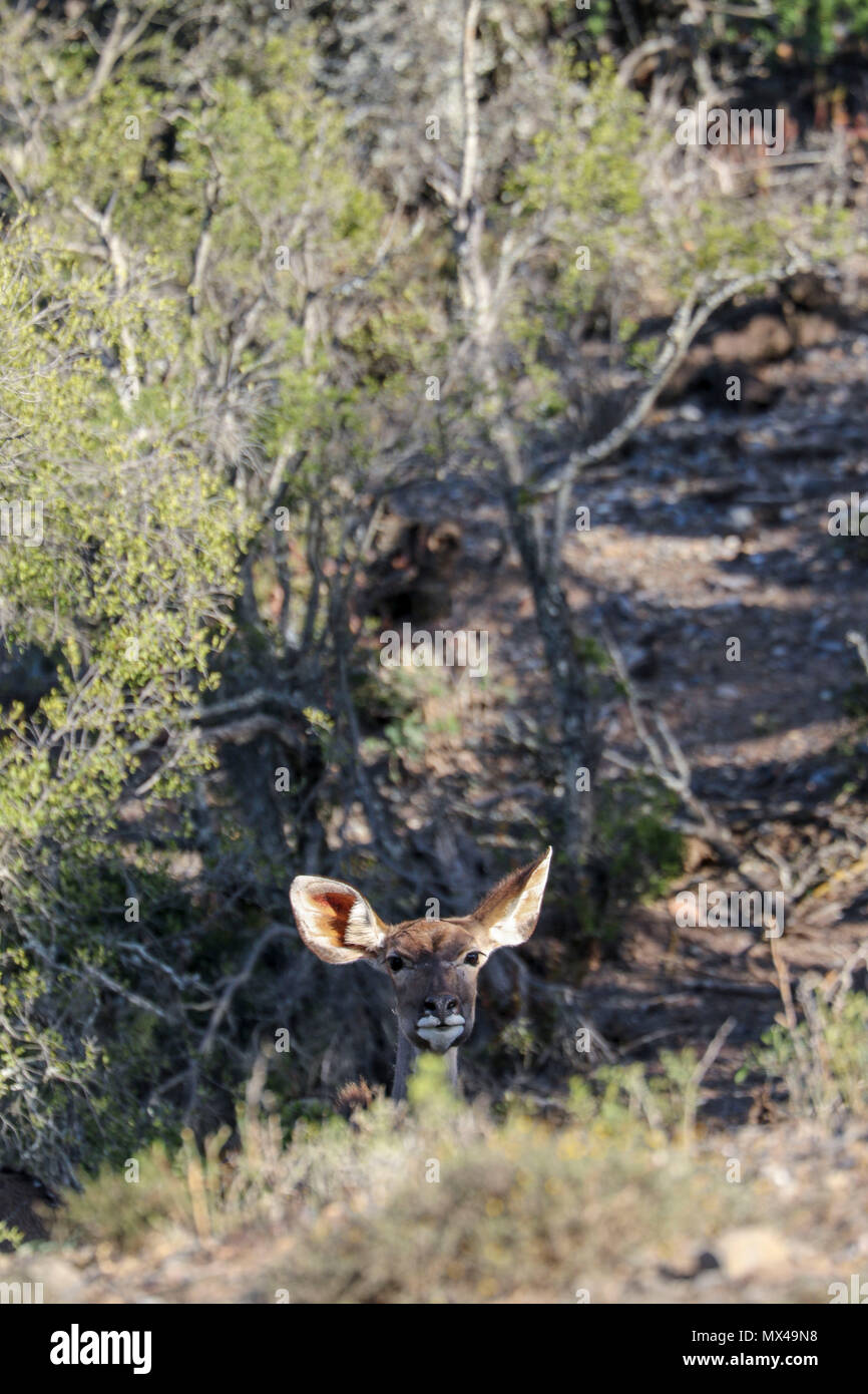 Prey animals in the Addo Elephant National Park, eastern cape, south ...