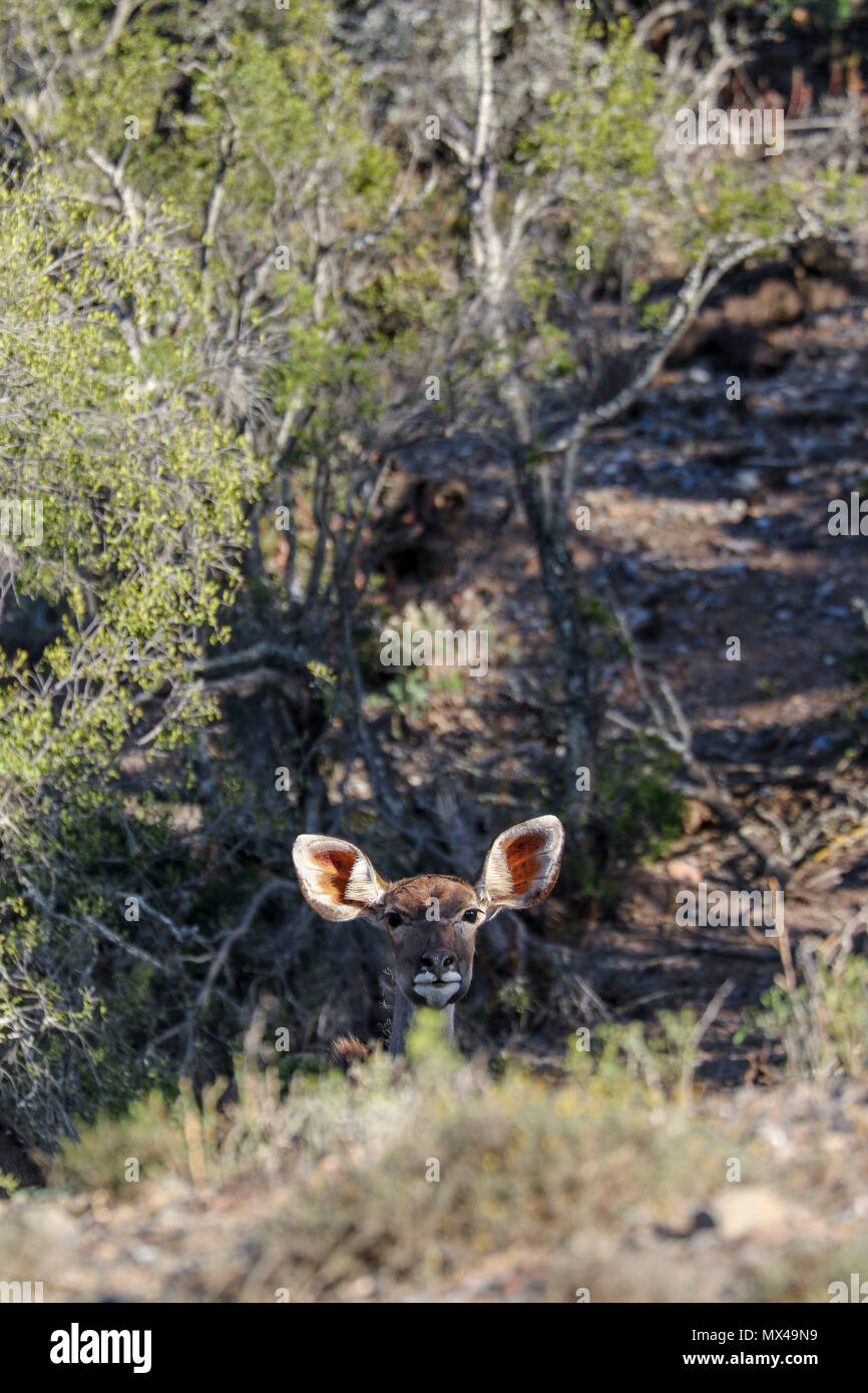 Prey animals in the Addo Elephant National Park, eastern cape, south ...