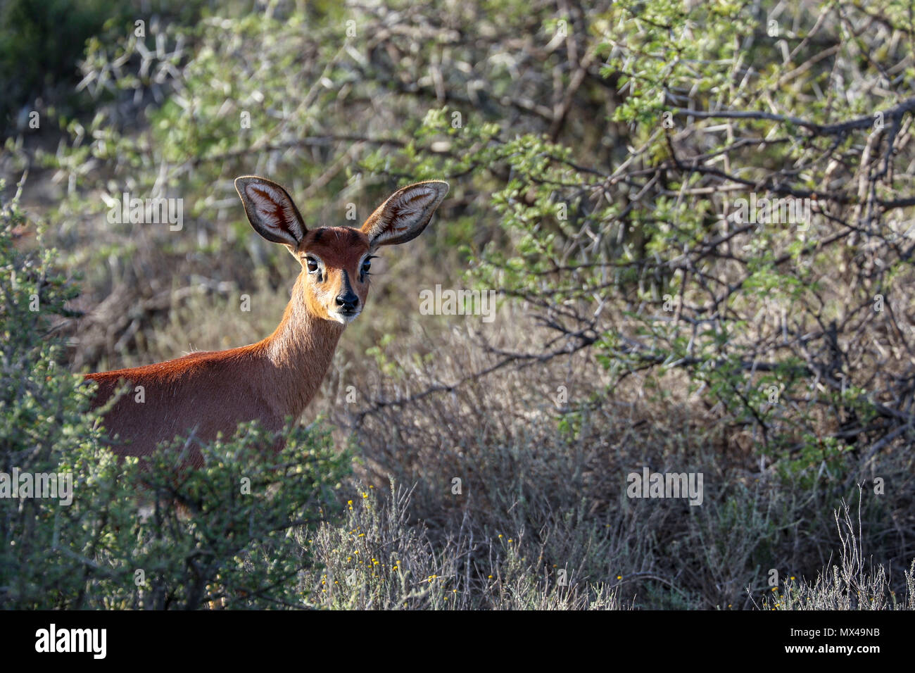 Shrubland Animals High Resolution Stock Photography and Images - Alamy