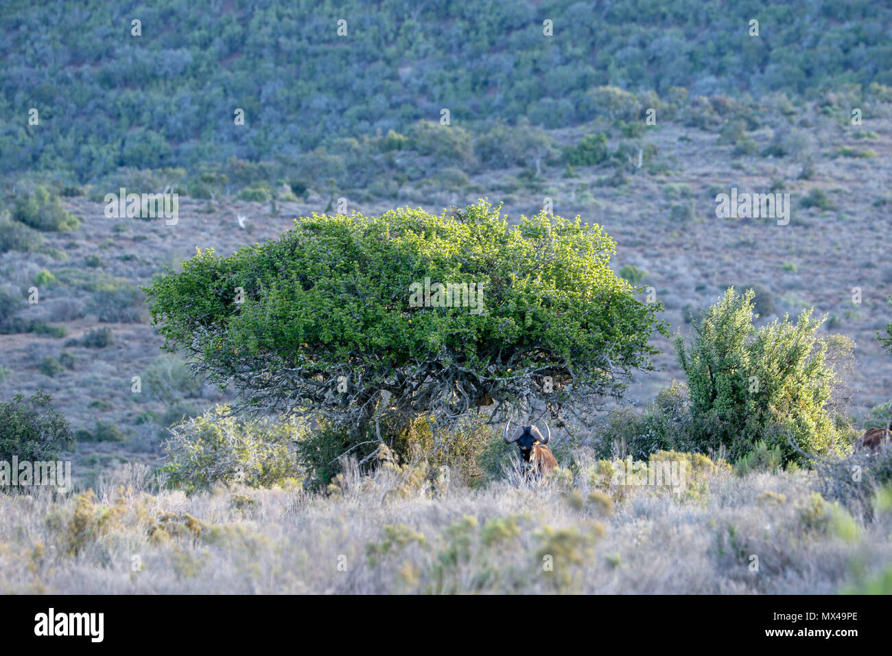 Cape fynbos landscape with small tree on the garden route, cape, south ...