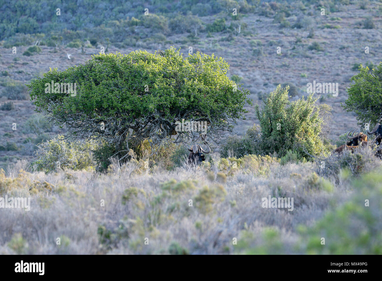 Indigenous trees of western cape hi-res stock photography and images ...