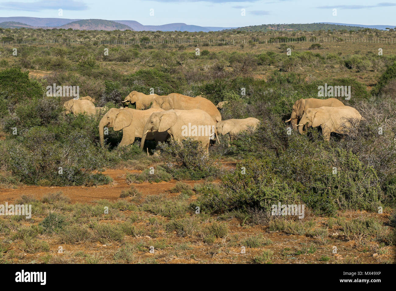 elephants in the Addo Elephant National Park amongst acacia on the ...