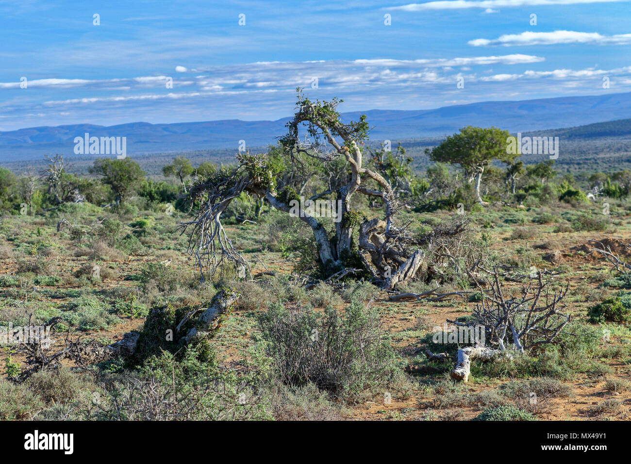 Arid fynbos landscape and lone tree in the landscape of the Addo ...