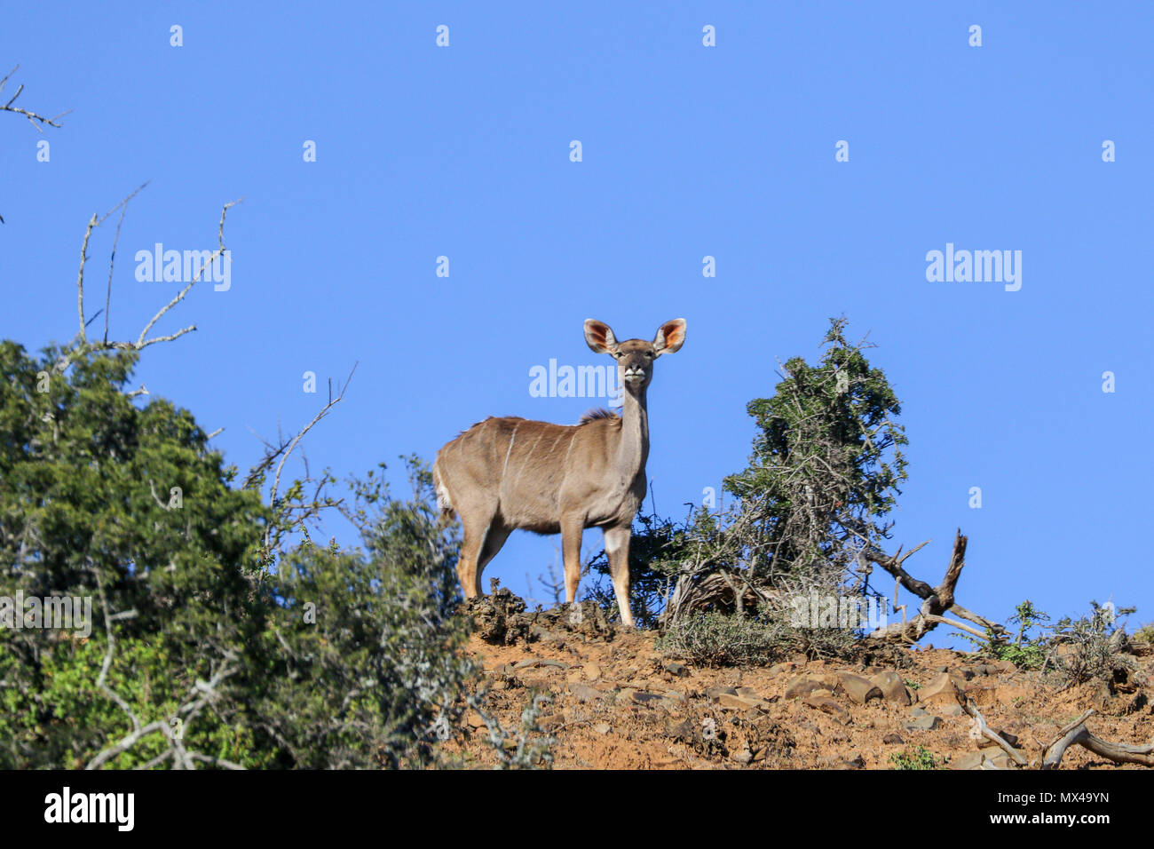 Prey animals in the Addo Elephant National Park, eastern cape, south ...