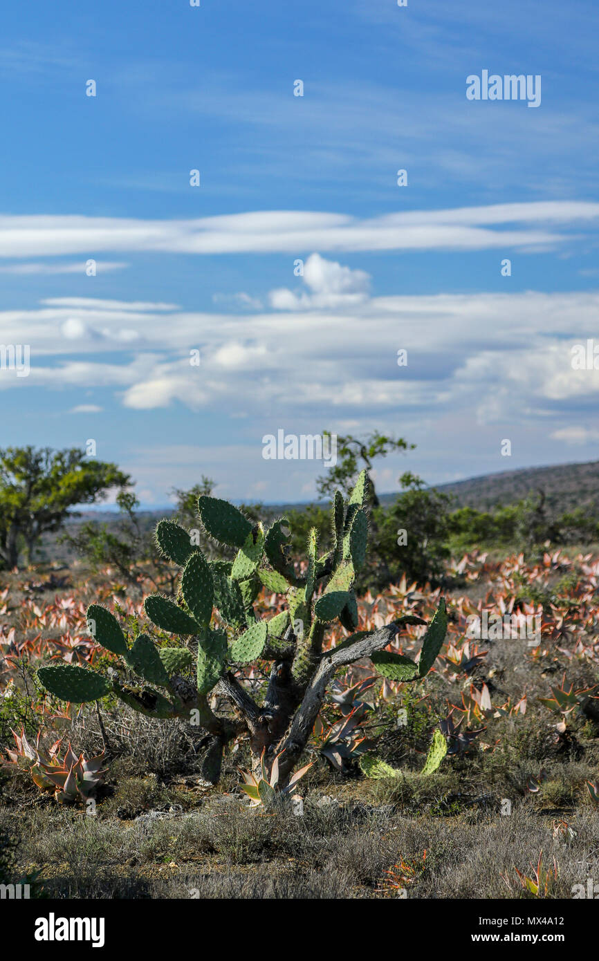 Cactus growing wild in the Addo Elephant National Park, cape, south ...