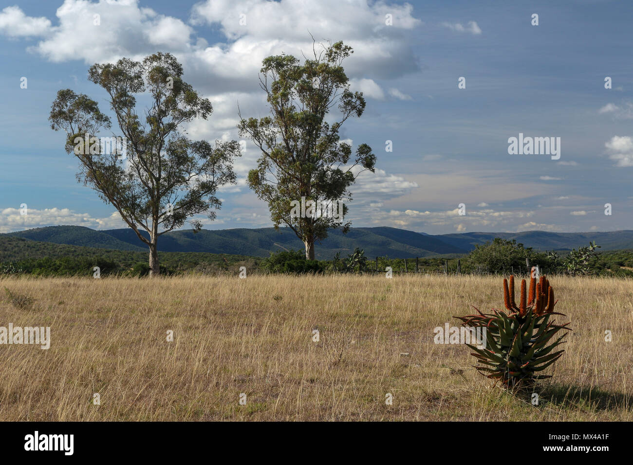 Scrubland Africa High Resolution Stock Photography and Images - Alamy