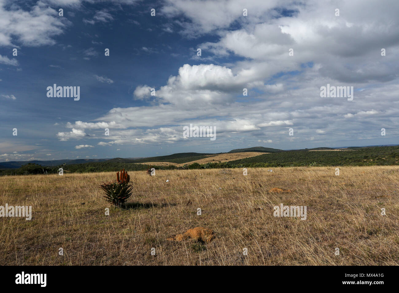 Scrubland ecosystems hi-res stock photography and images - Alamy