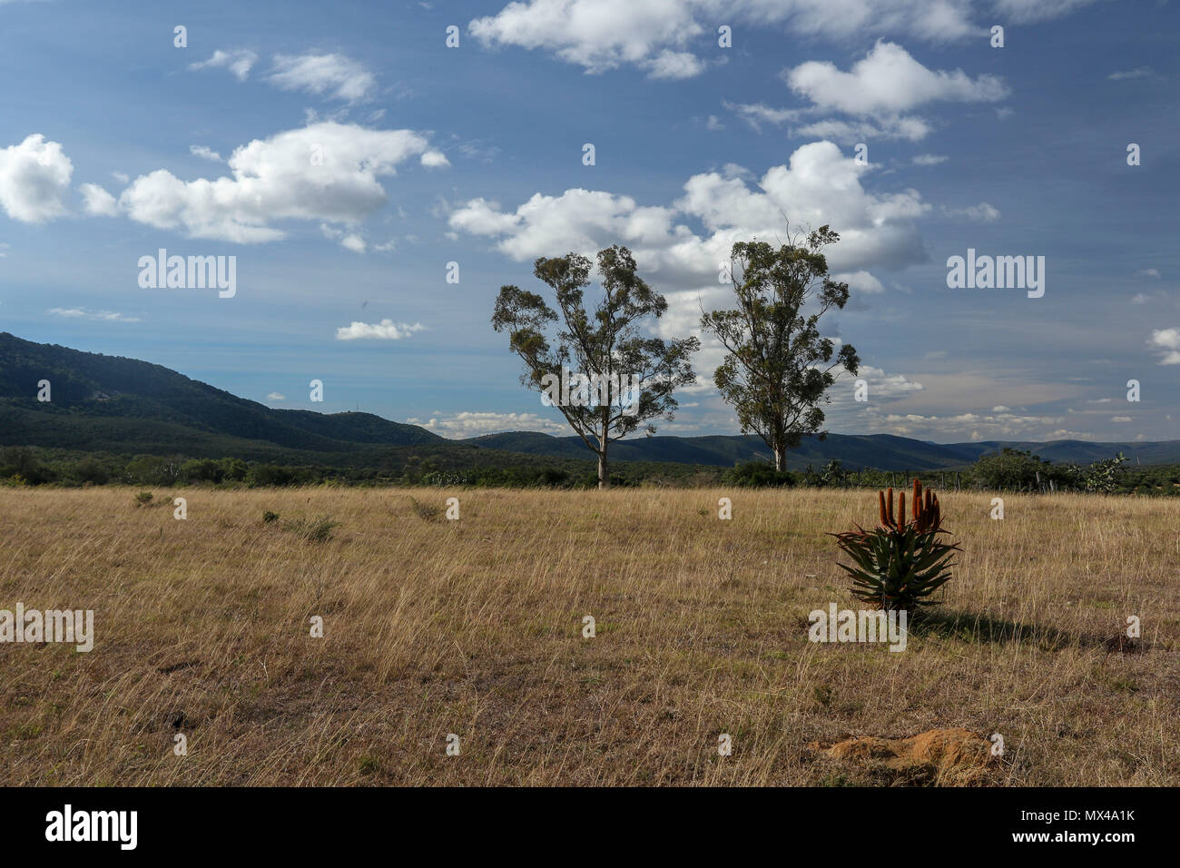 Scrubland ecosystems hi-res stock photography and images - Alamy