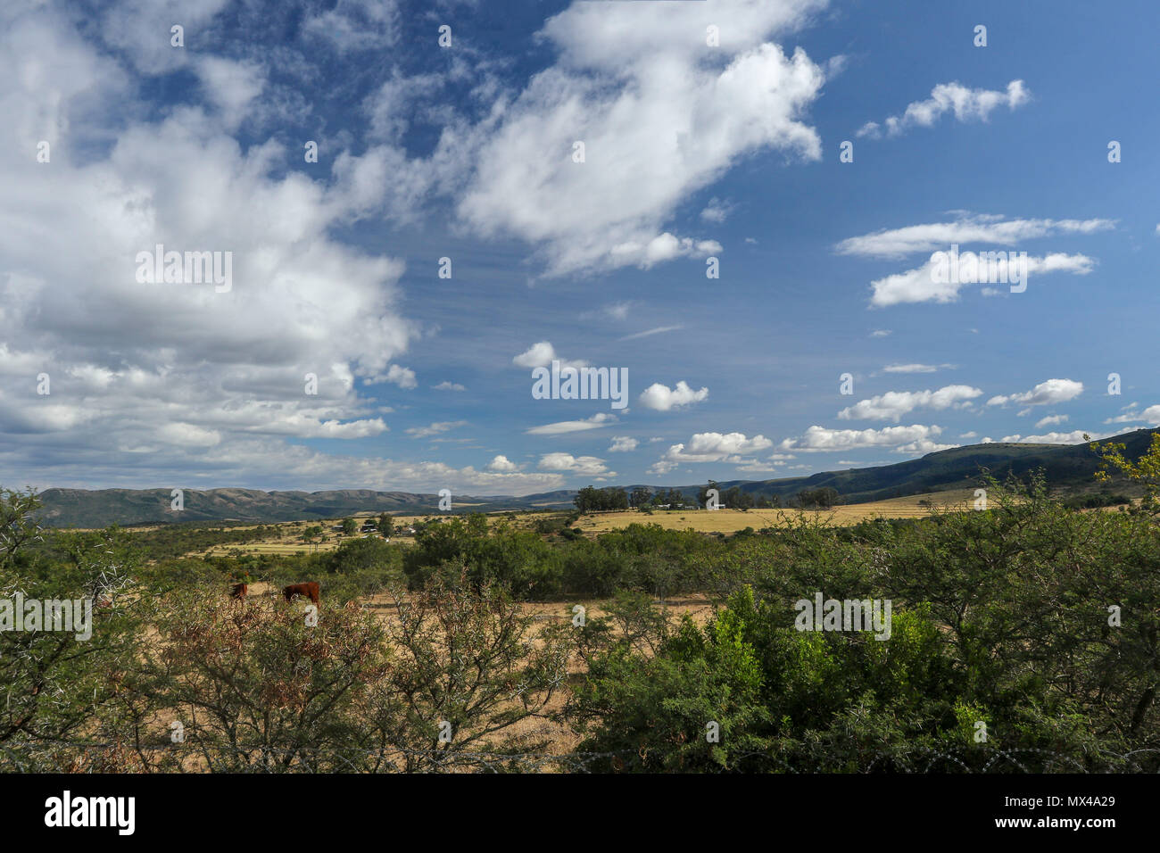 Eastern cape landscape with farmland and high cloud outside port ...