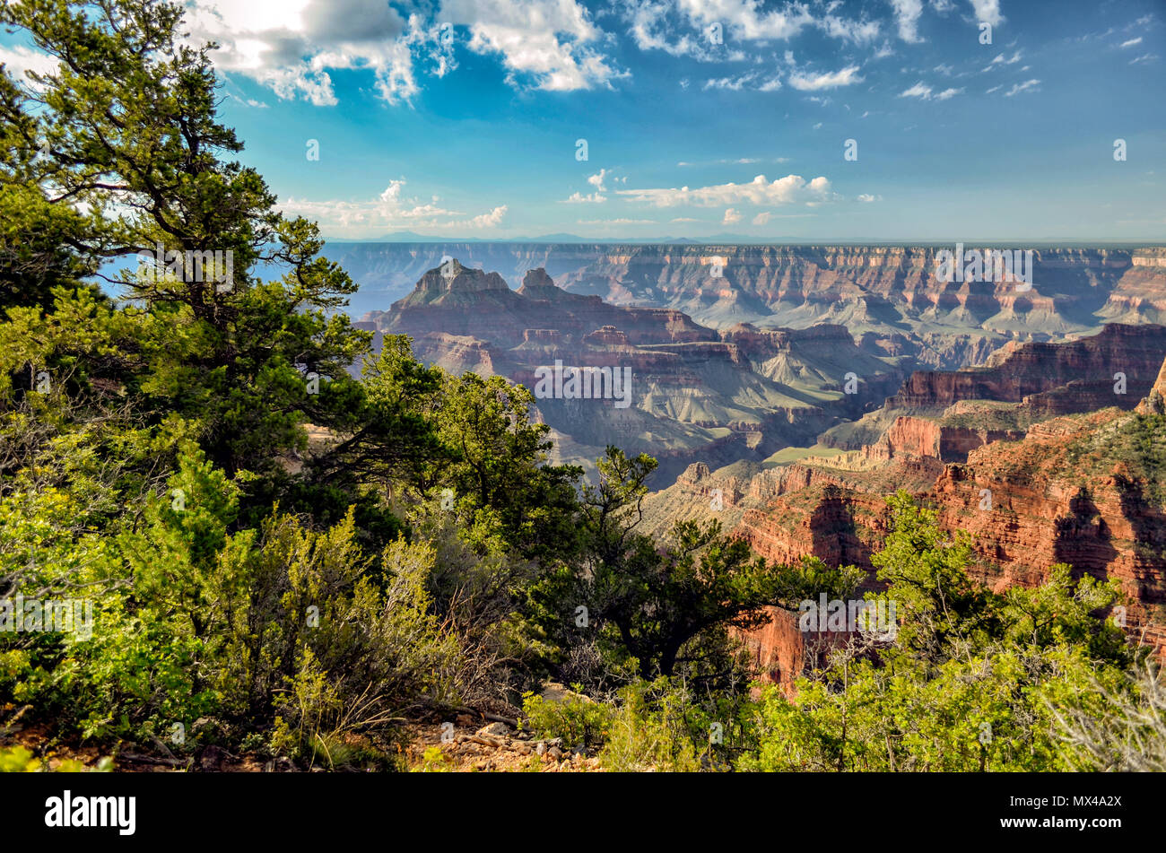 Scenic view of the Grand Canyon with trees and bushes in foreground ...
