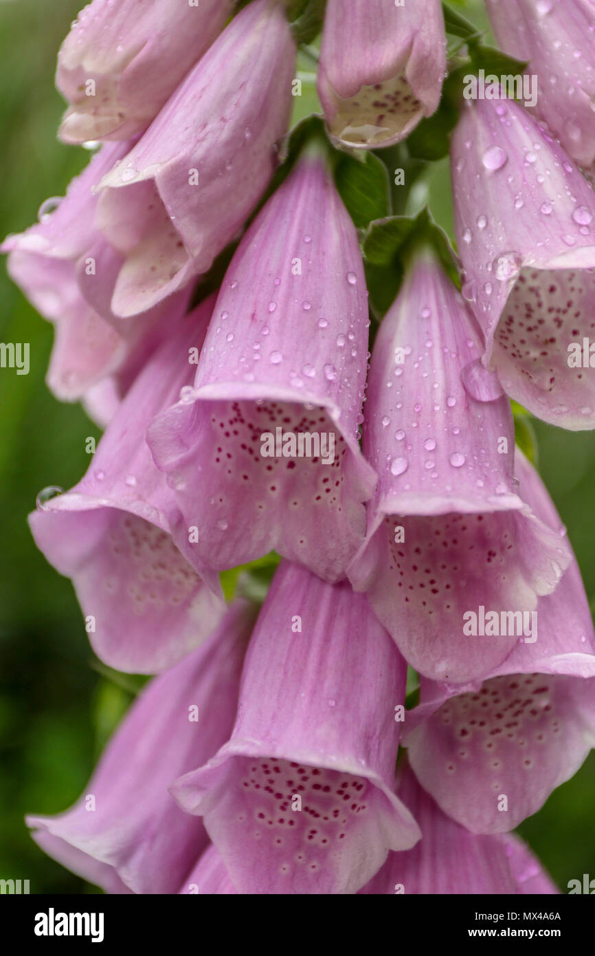 Light purple digitalis, foxglove, flowers in a london summer garden ...