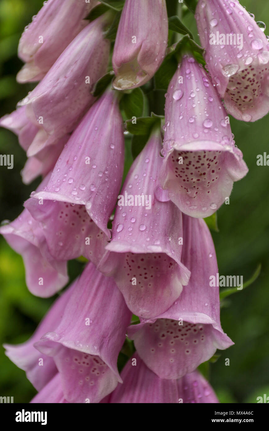 Light purple digitalis, foxglove, flowers in a london summer garden ...