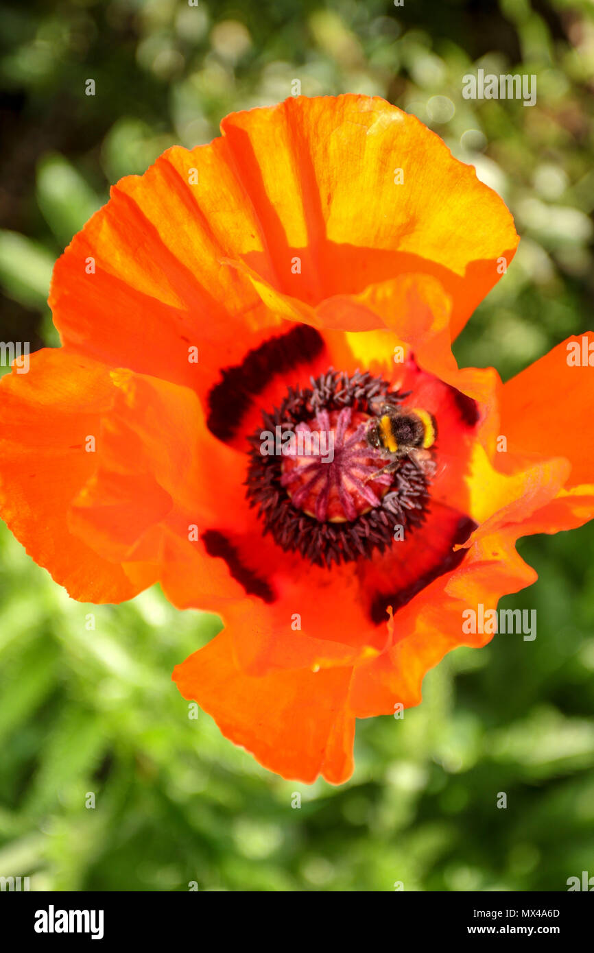 Ornamental red poppy and pollinating bee in the sunshine in an english ...