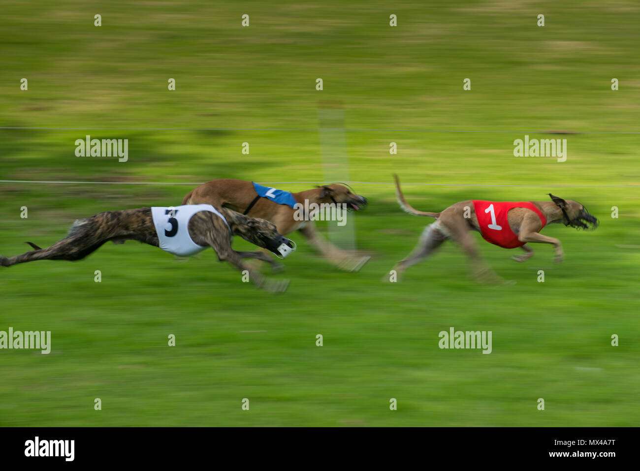 Number one dog hi-res stock photography and images - Alamy