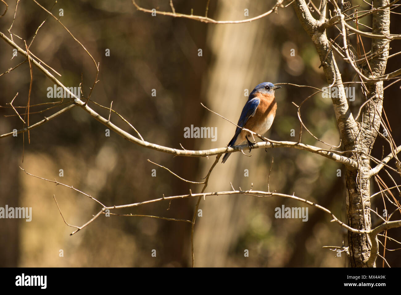 north carolina blue bird Stock Photo - Alamy