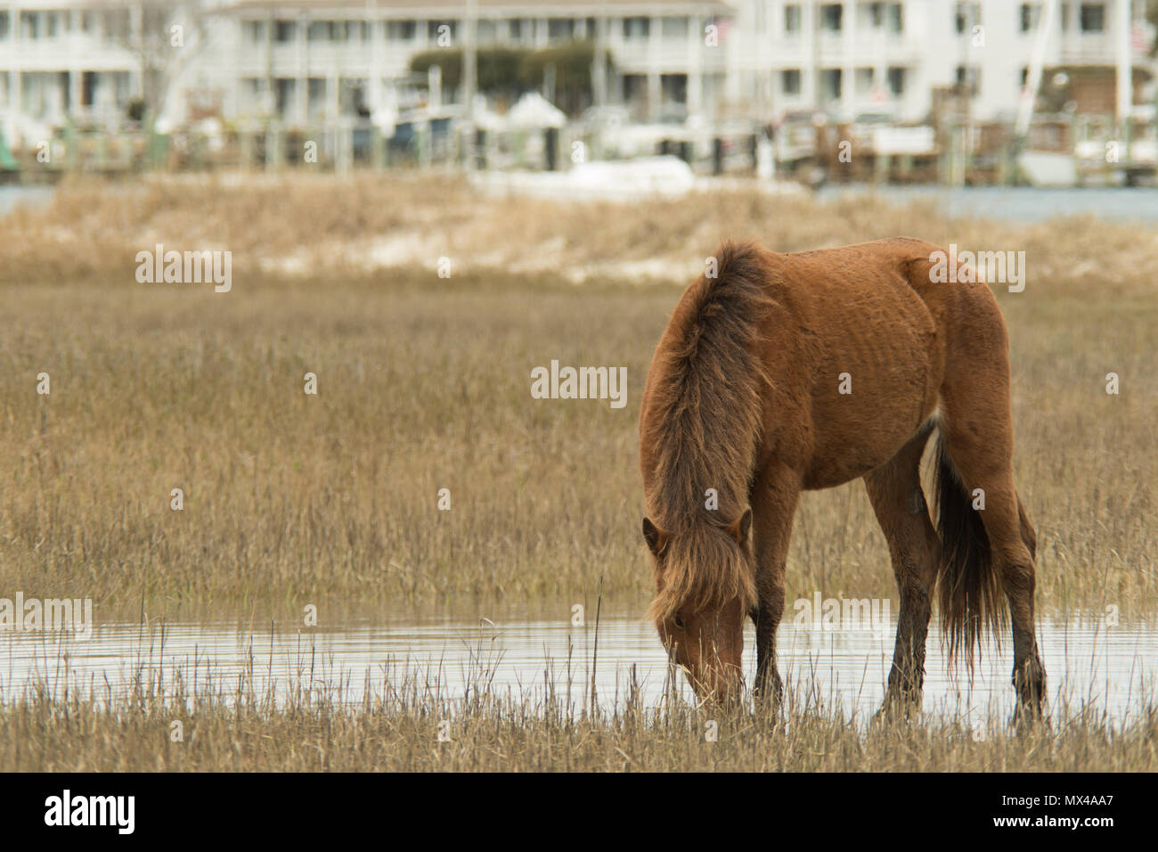 wild marsh horse Stock Photo - Alamy