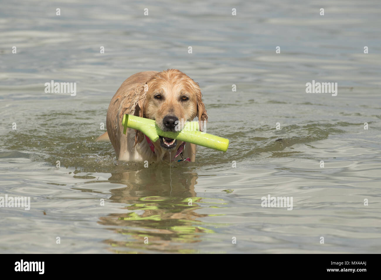 golden retriever can retrieve Stock Photo - Alamy golden retriever can retrieve Stock Photo - Alamy