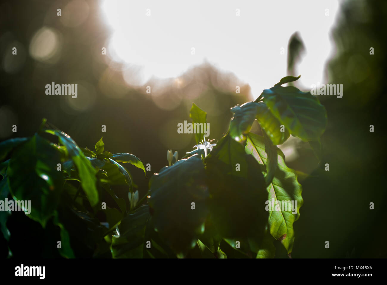 Coffee plant, flowering in the time of rain Stock Photo - Alamy