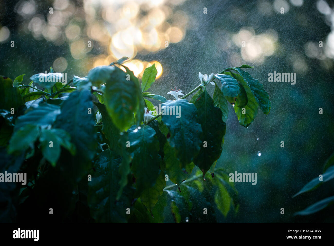 Coffee plant, flowering in the time of rain Stock Photo - Alamy