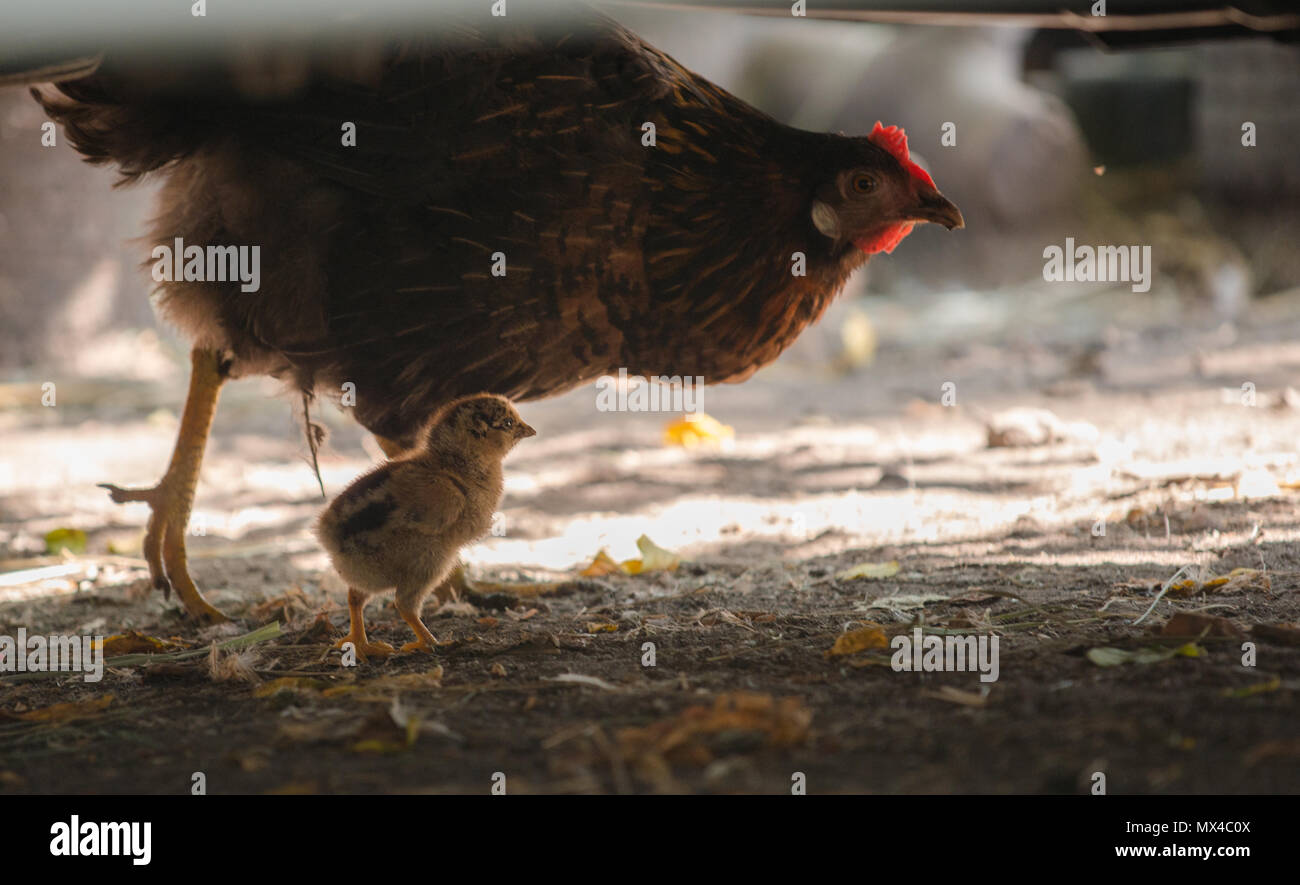 Hen with her tiny chicken Stock Photo - Alamy